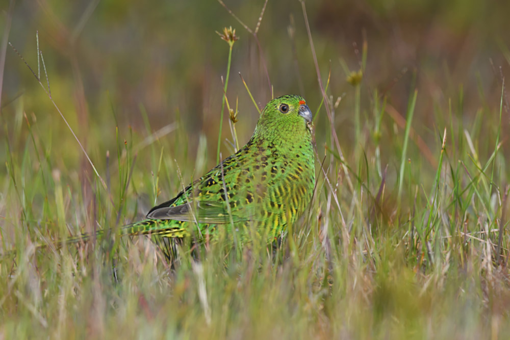 East helps west: Ground Parrot breeding as a conservation safety net ...