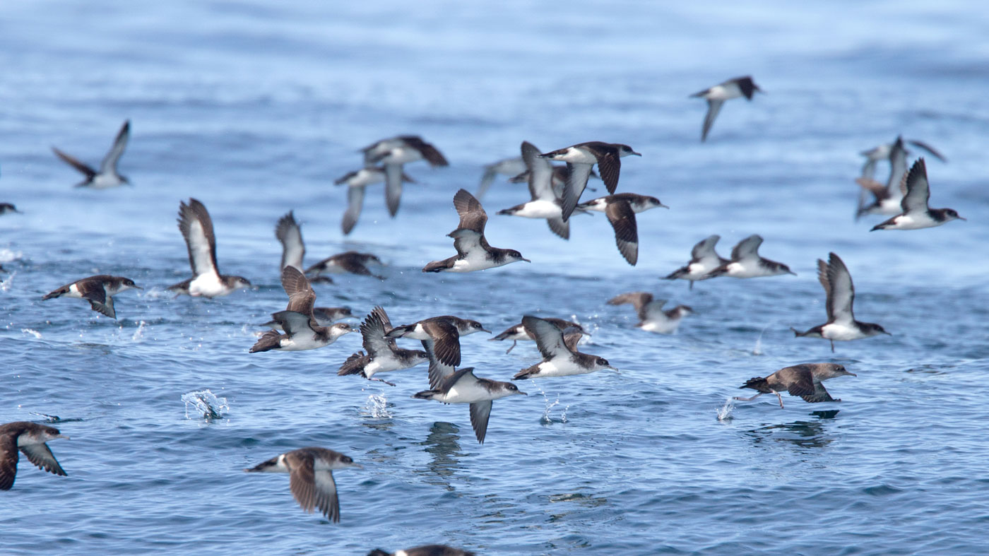 Manx, Balearic and Yelkouan Shearwaters photo ID guide - BirdGuides