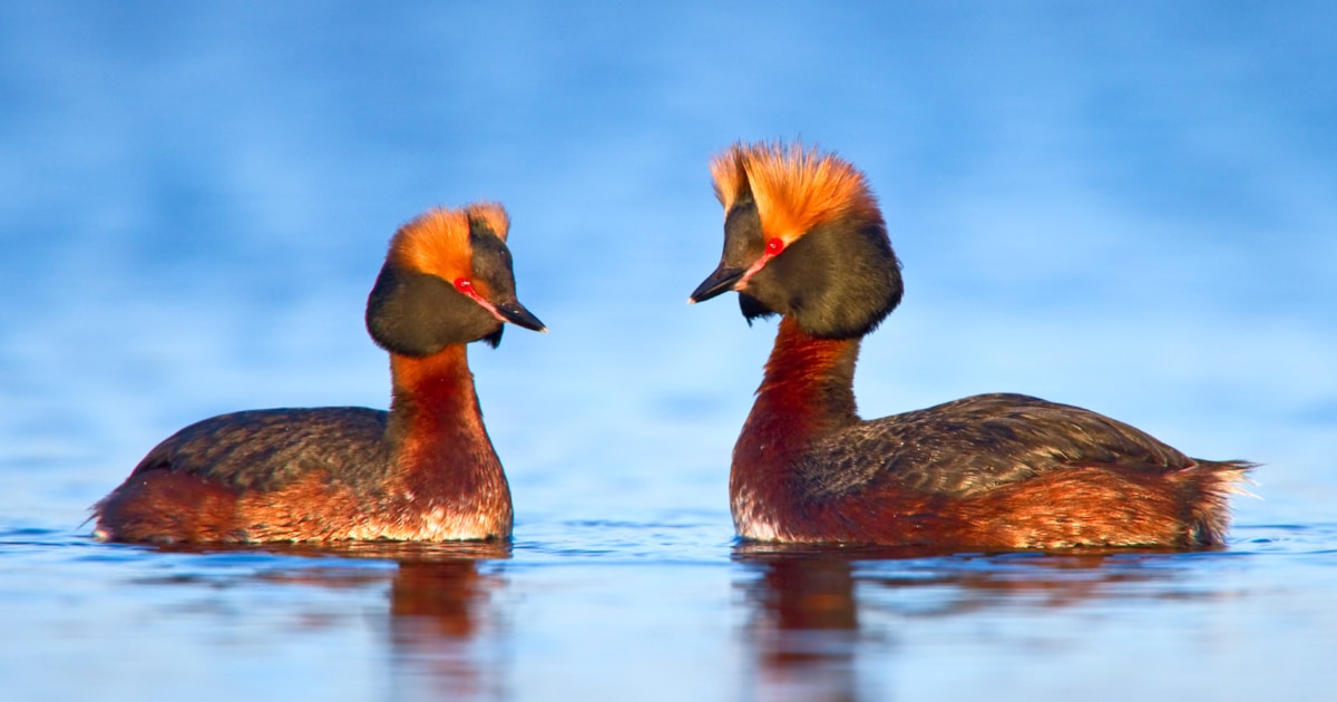 Grebe photo ID guide - BirdGuides