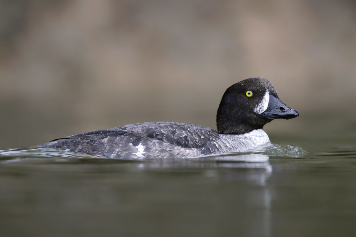 Goldeneye and Bufflehead photo ID guide - BirdGuides