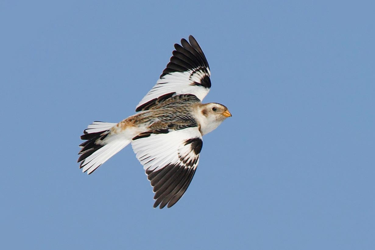 Snow Bunting photo ID guide - BirdGuides