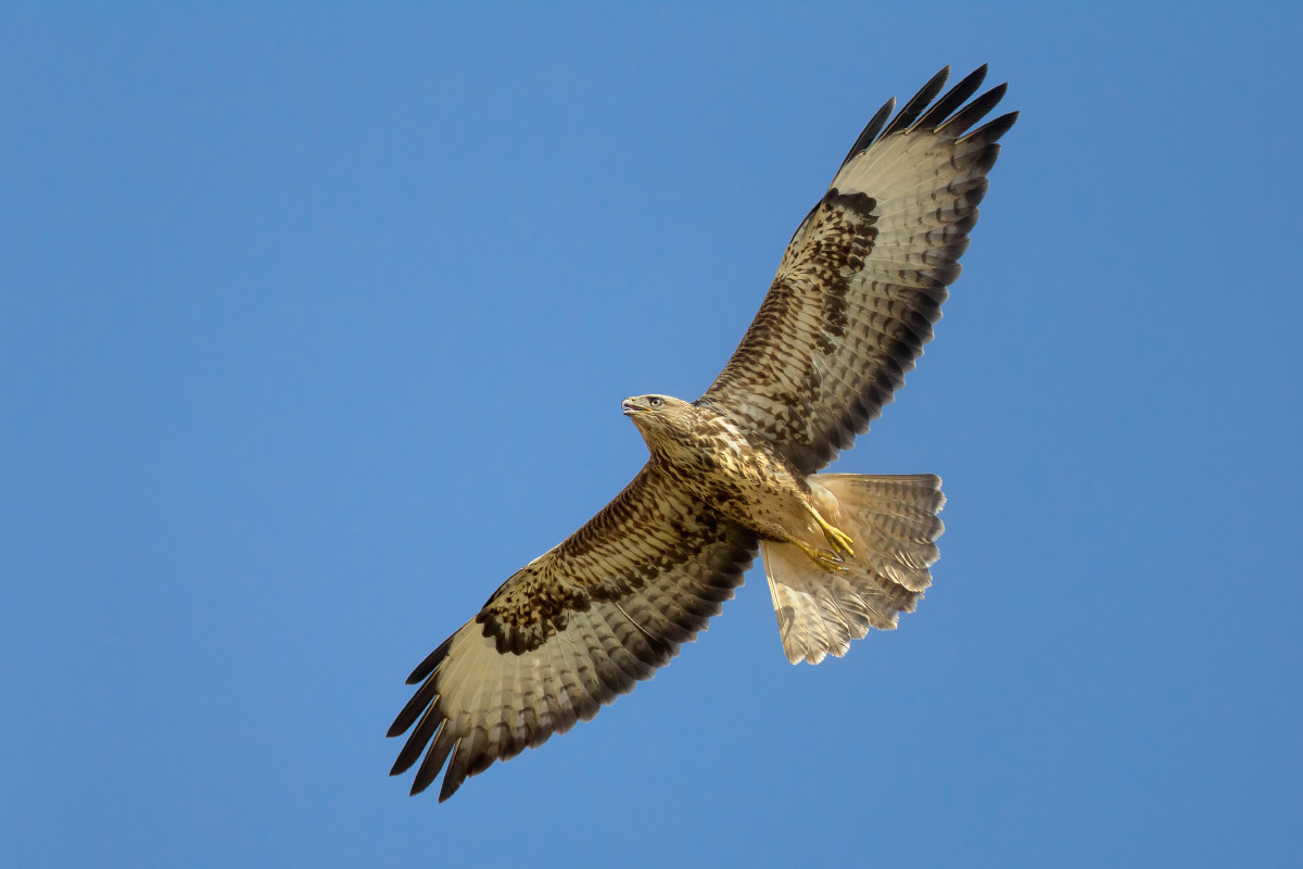 Common and European Honey Buzzards photo ID guide - BirdGuides