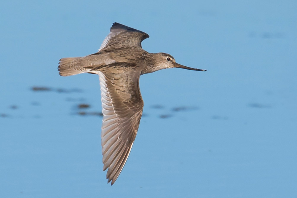 Common, Spotted and Terek Sandpipers photo ID guide - BirdGuides