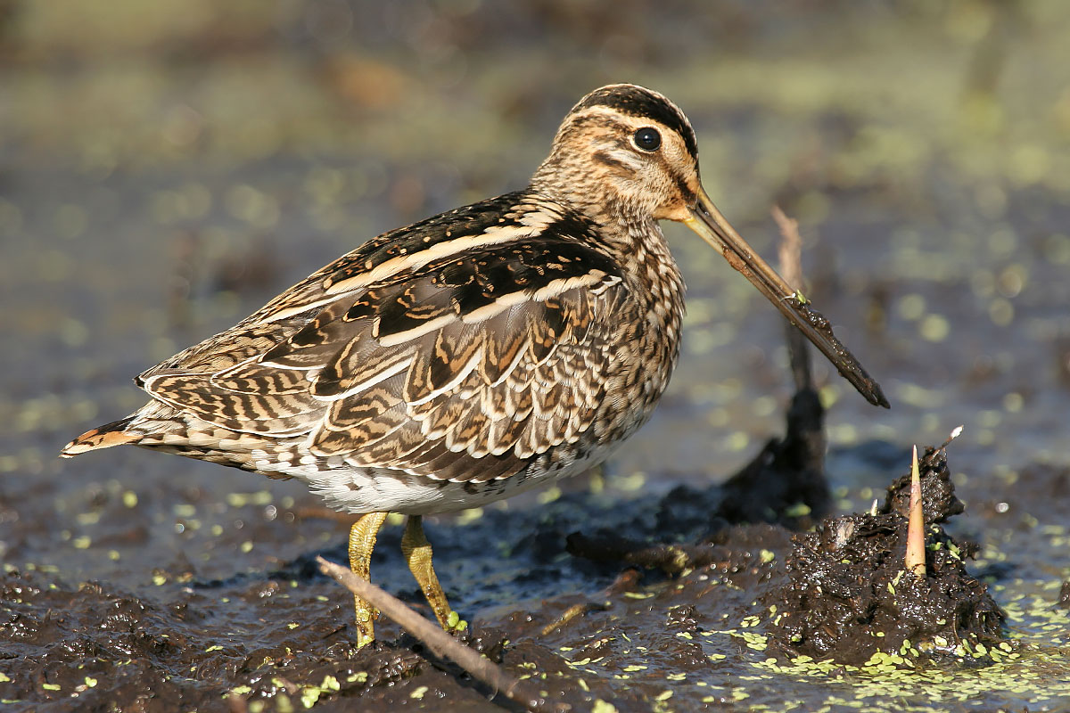 Common Snipe, Great Snipe and Eurasian Woodcock photo ID guide - BirdGuides