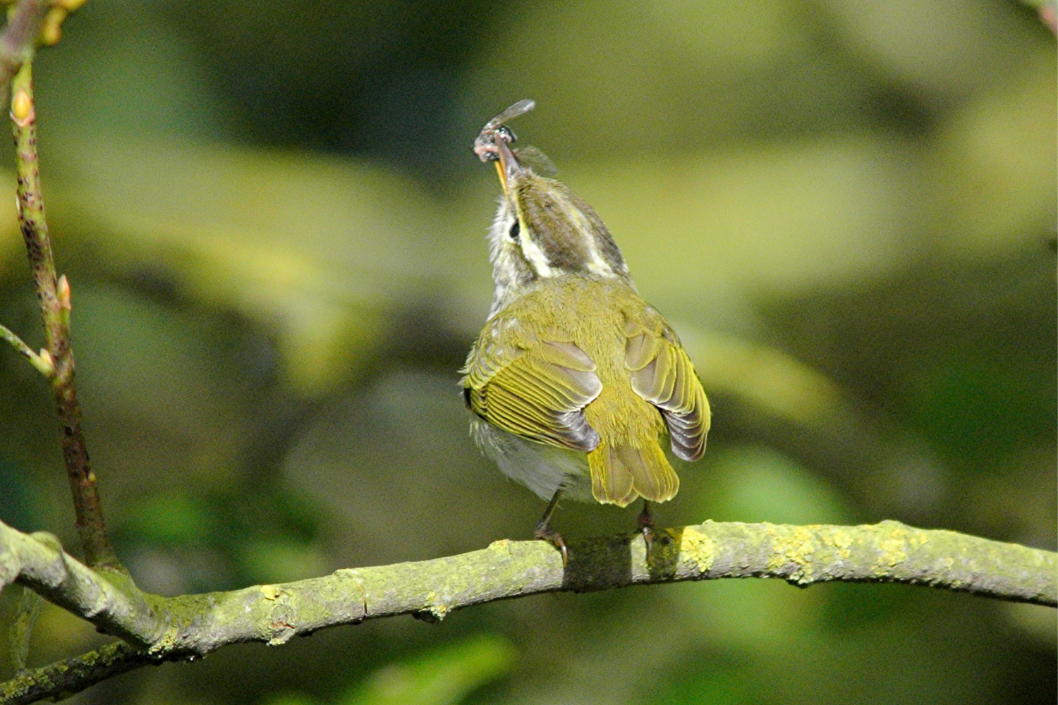 Autumn leaf warbler photo ID guide - BirdGuides