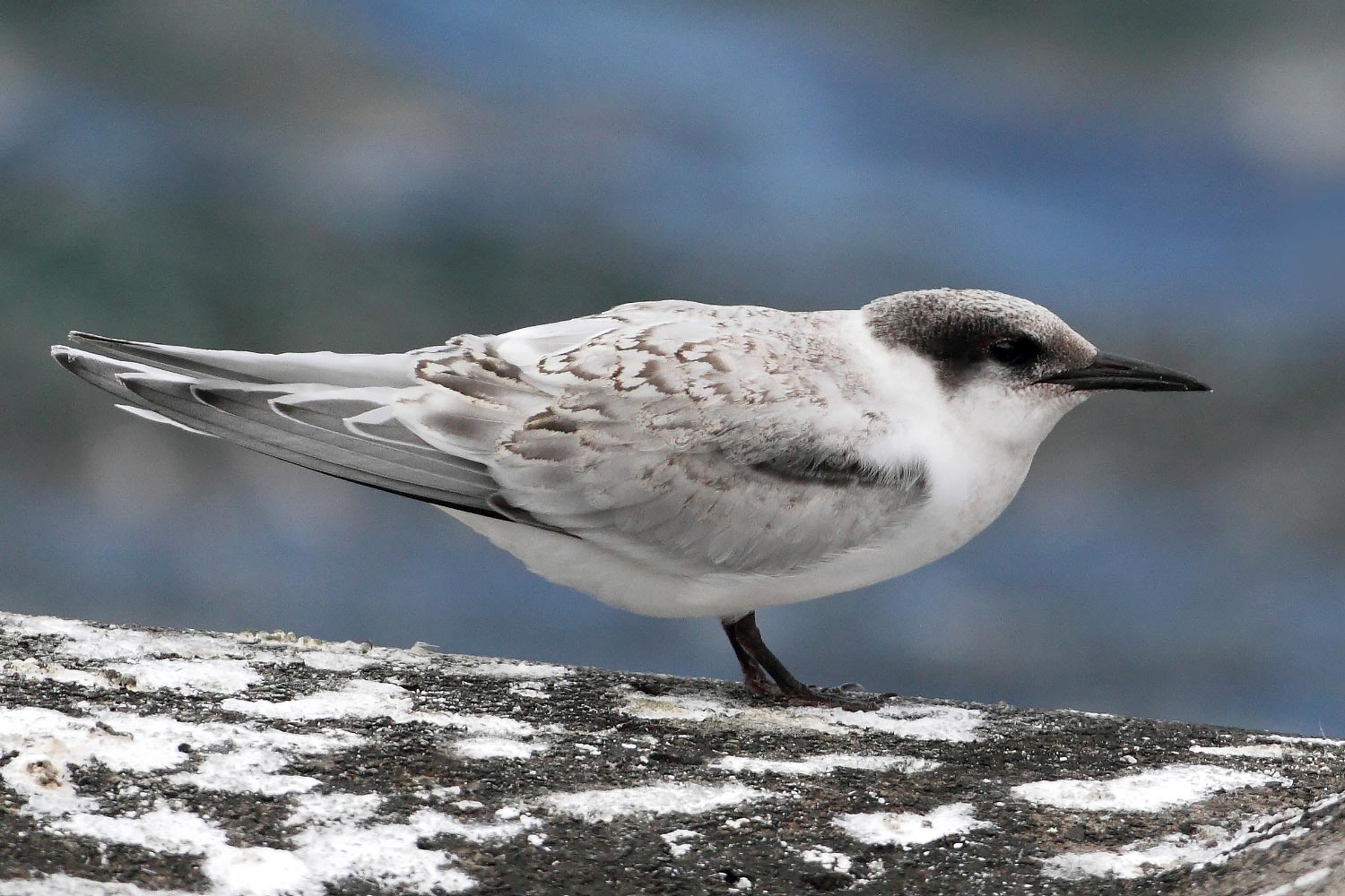 Common, Arctic and Roseate Tern photo ID guide - BirdGuides