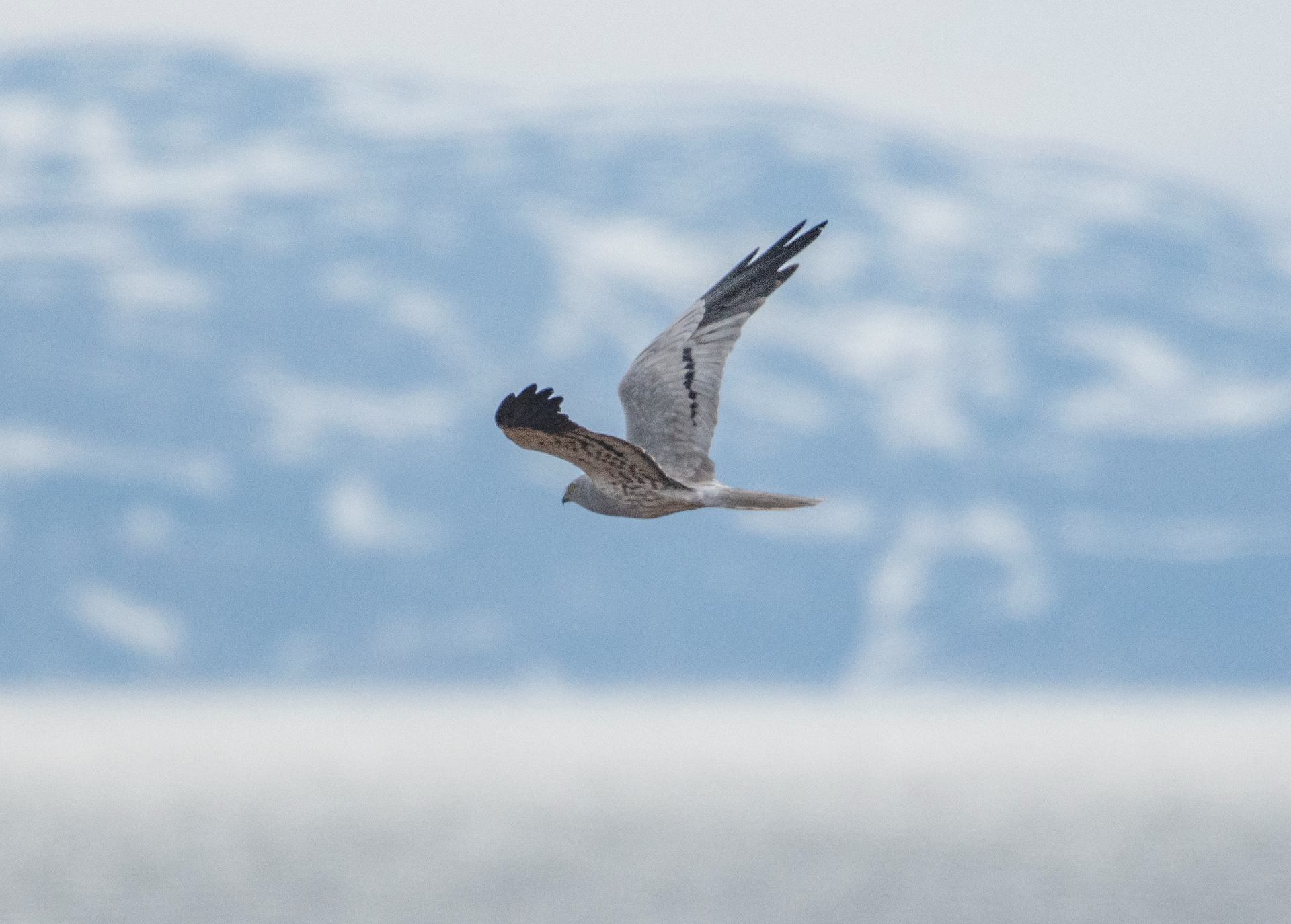 Lapland: birds of the midnight sun - BirdGuides