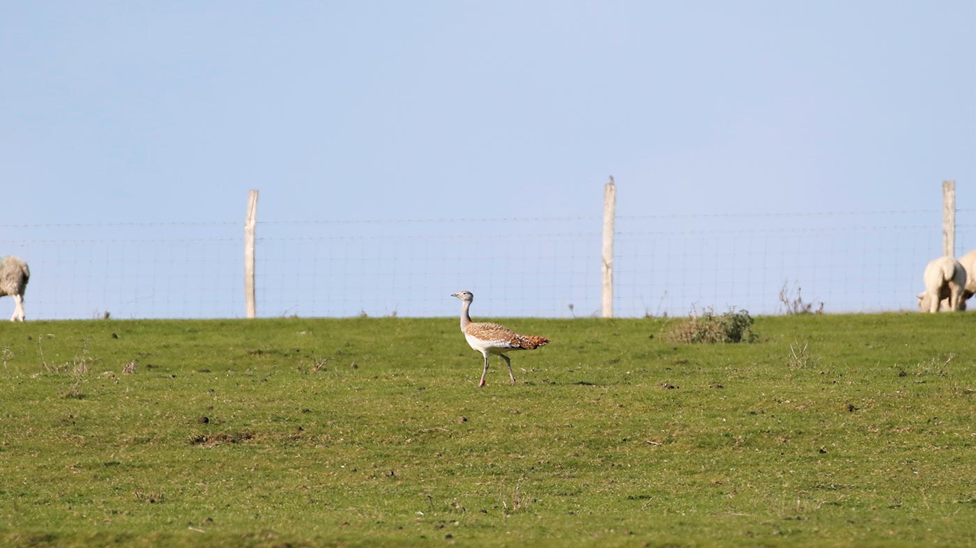 Great British bustards - BirdGuides