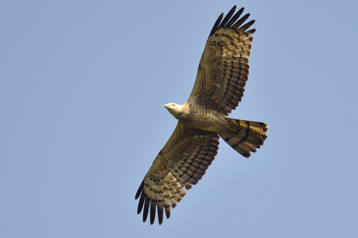 Common and European Honey Buzzards photo ID guide - BirdGuides