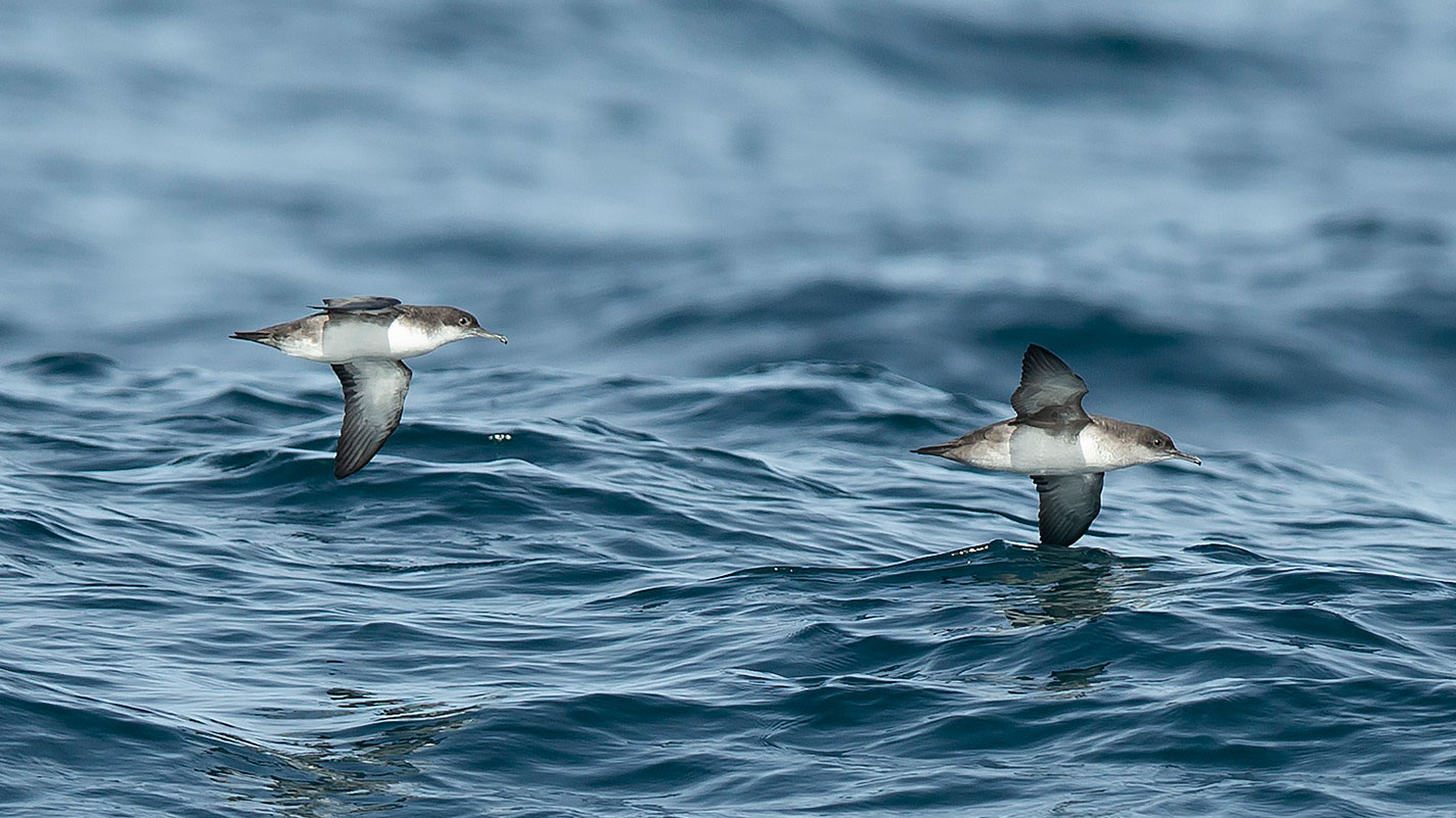 Manx, Balearic and Yelkouan Shearwaters photo ID guide - BirdGuides