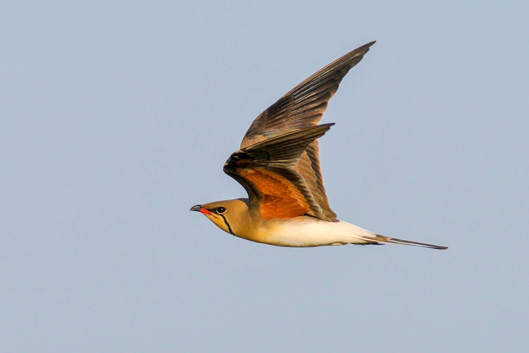 Pratincoles photo ID guide - BirdGuides