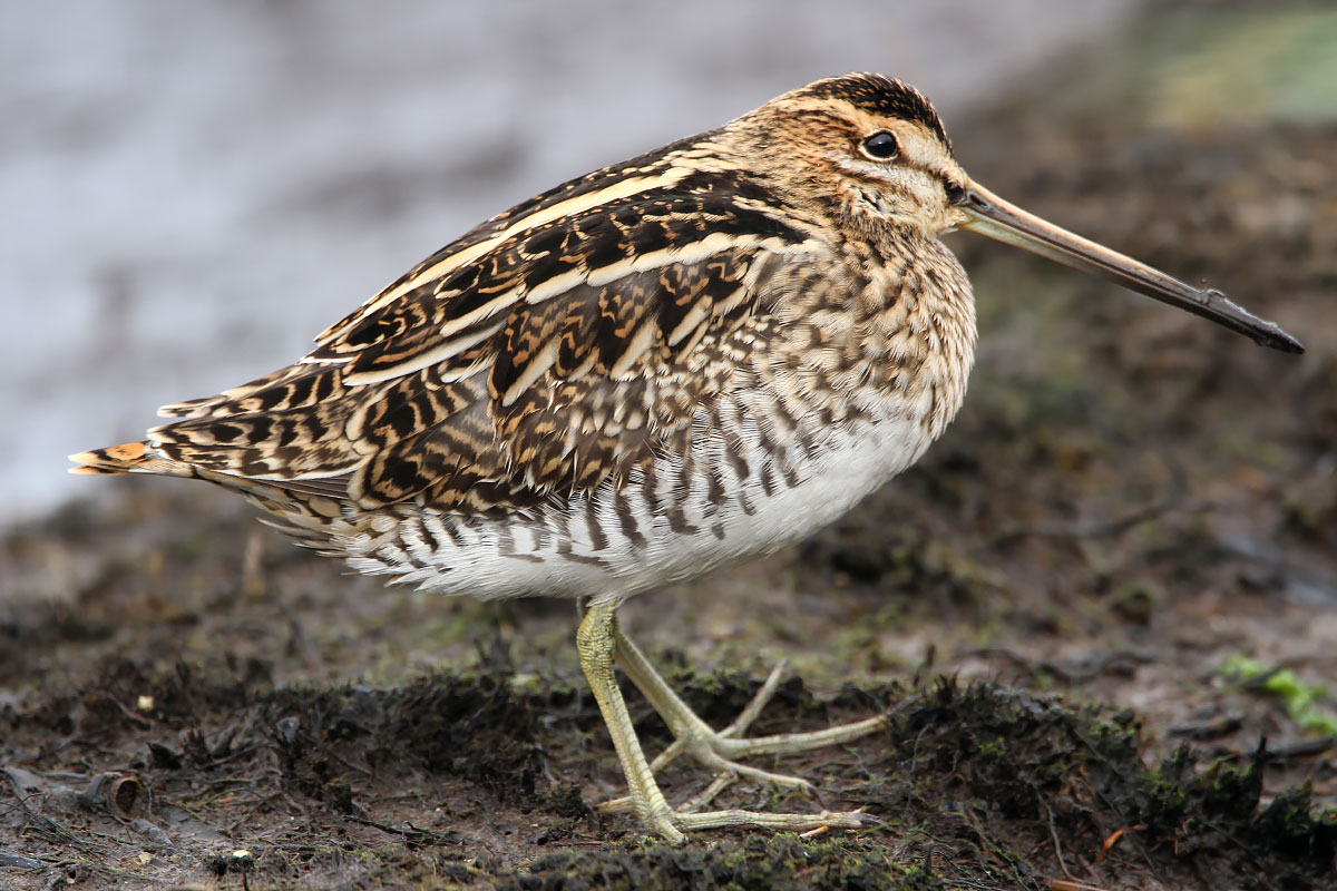 Common Snipe Great Snipe And Eurasian Woodcock Photo Id Guide Birdguides