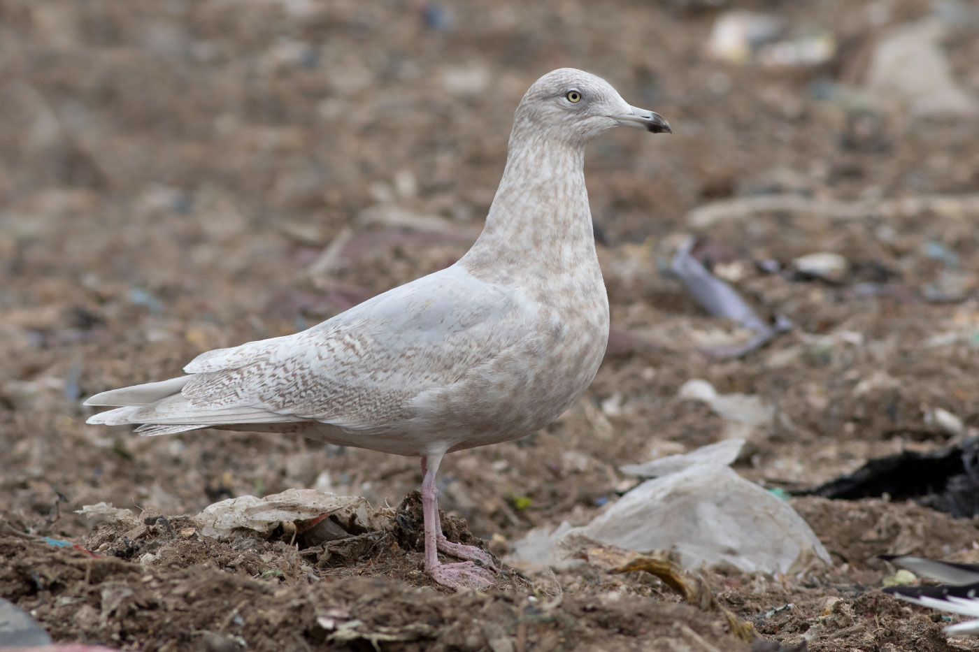 Glaucous and Iceland Gulls photo ID guide - BirdGuides