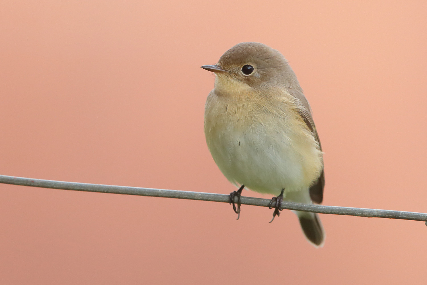 Autumn flycatchers photo ID guide - BirdGuides