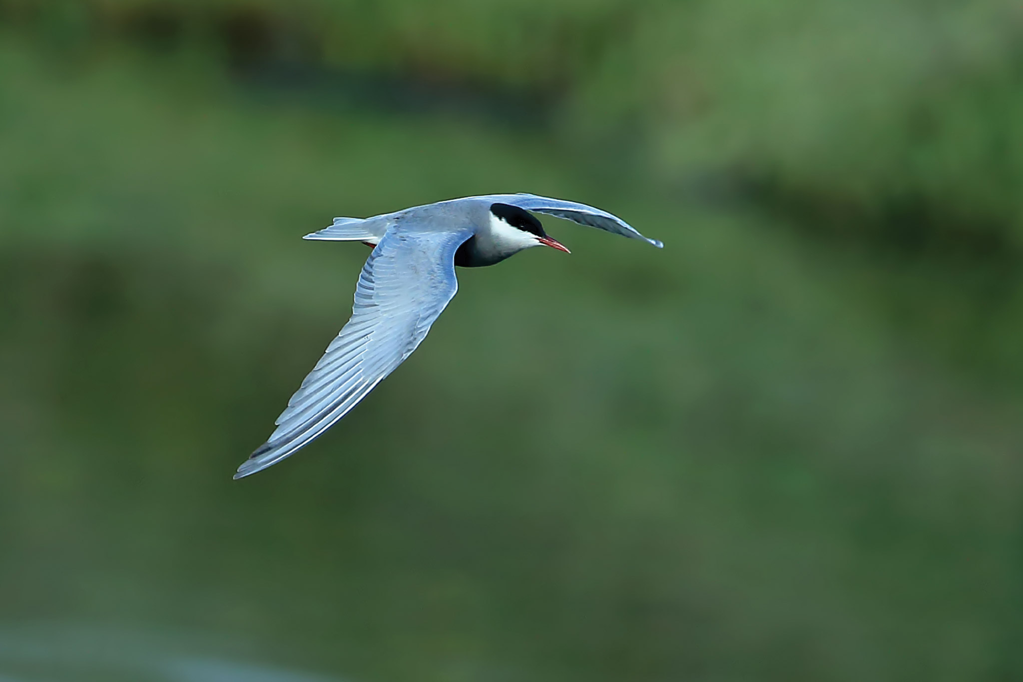 Marsh tern photo ID guide - BirdGuides