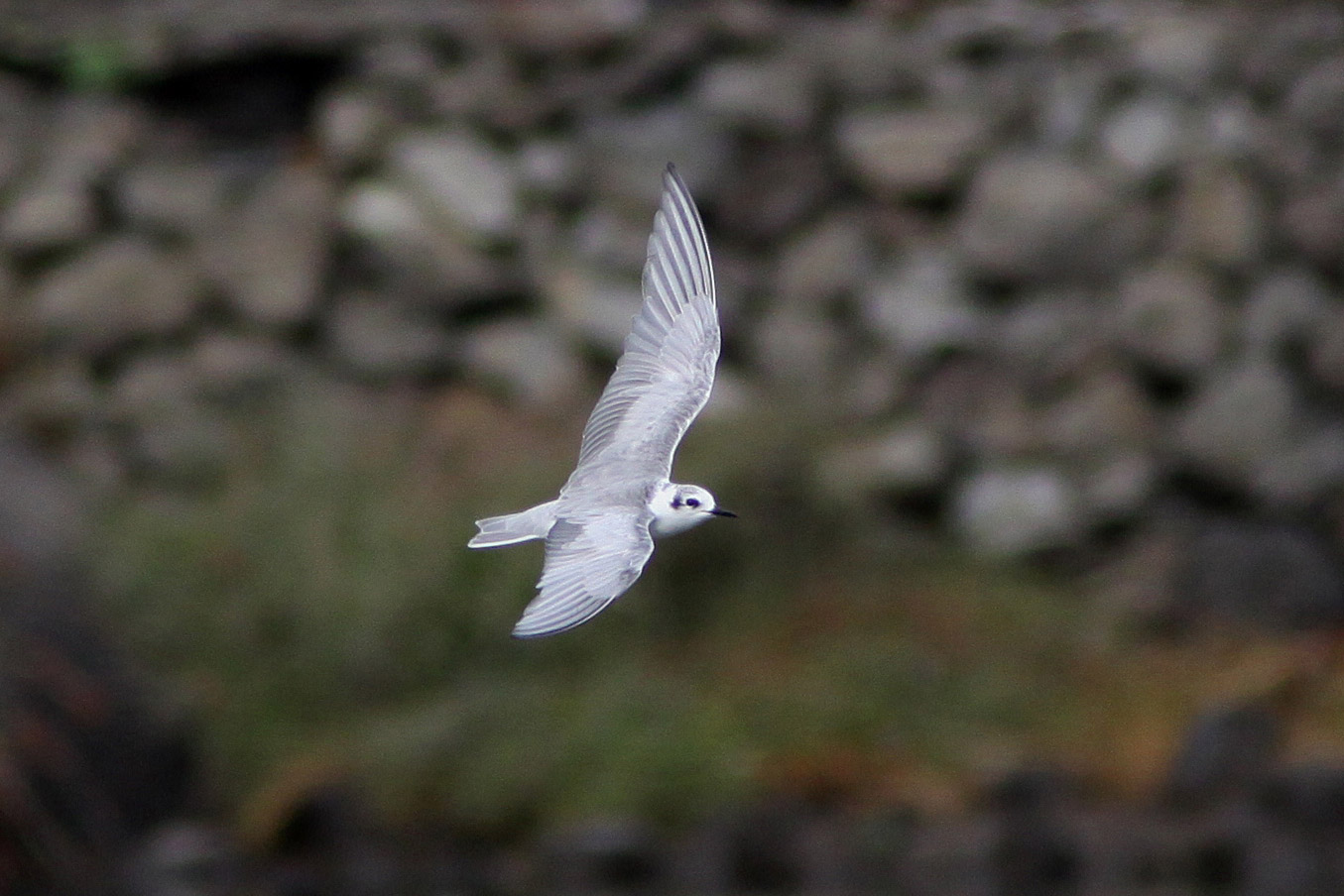 Marsh tern photo ID guide - BirdGuides