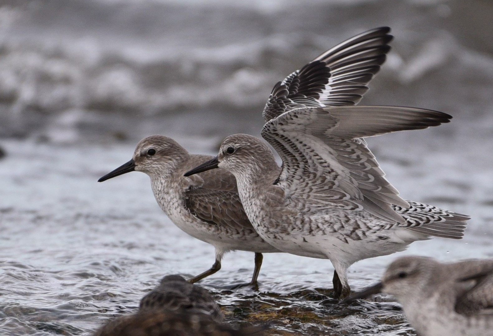 Bird personalities influenced by both age and experience - BirdGuides