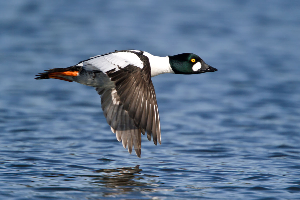 Goldeneye and Bufflehead photo ID guide - BirdGuides