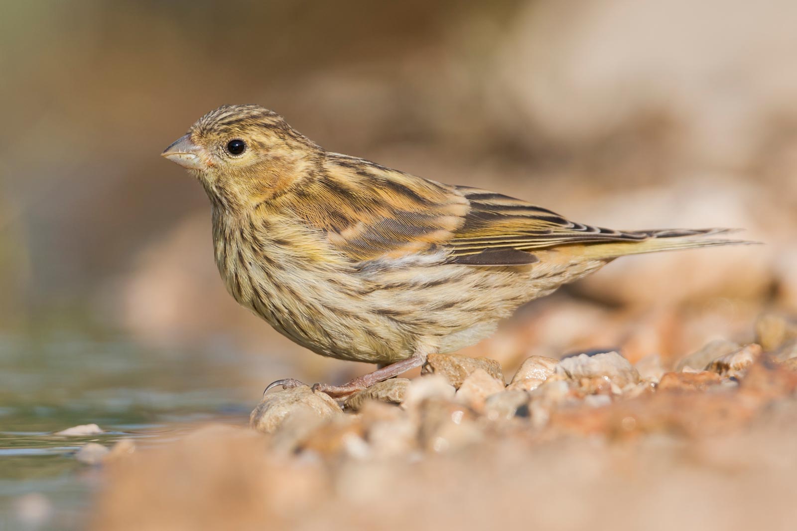 Eurasian Siskin, European Serin and Citril Finch photo ID guide ...
