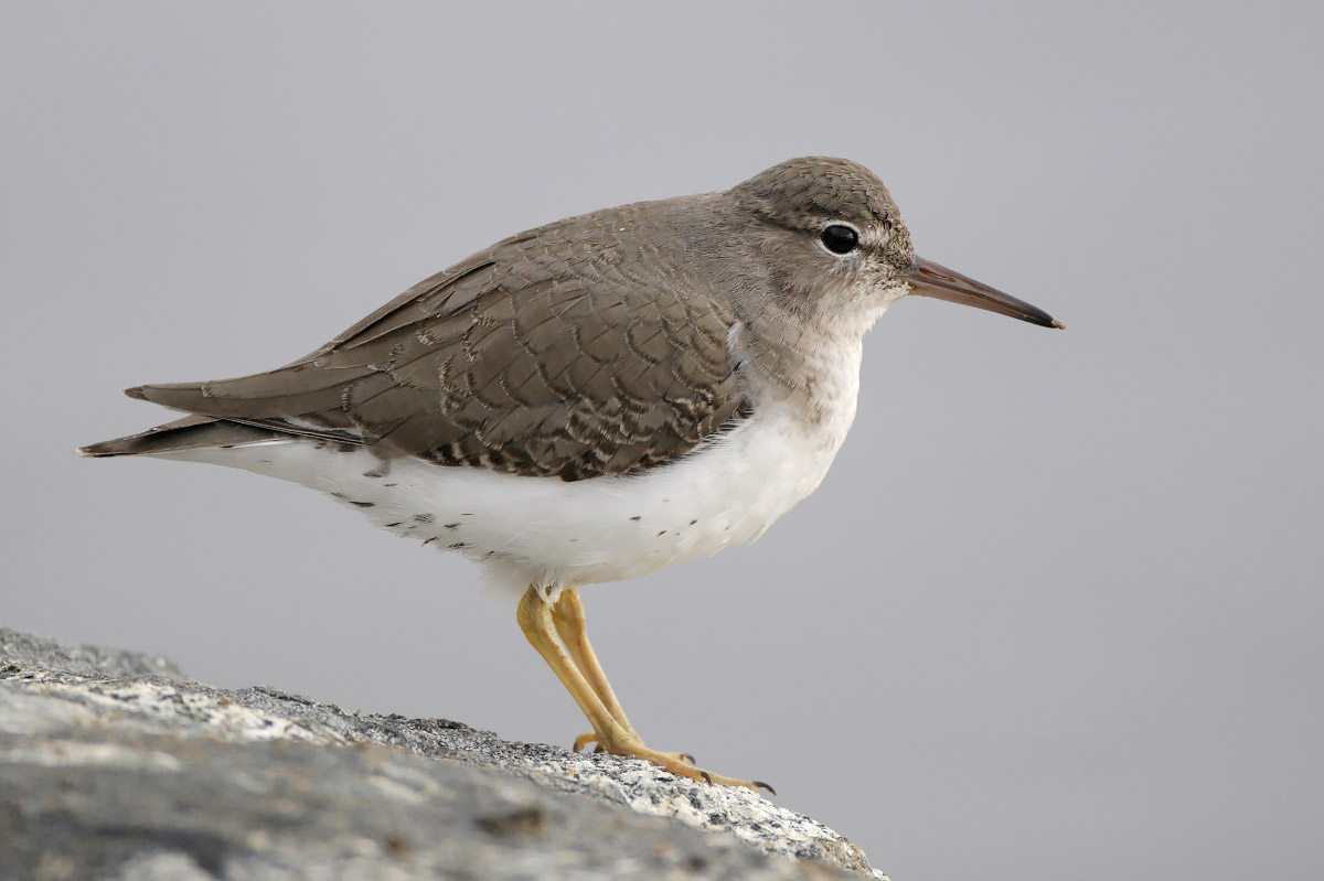 Spotted Sandpiper