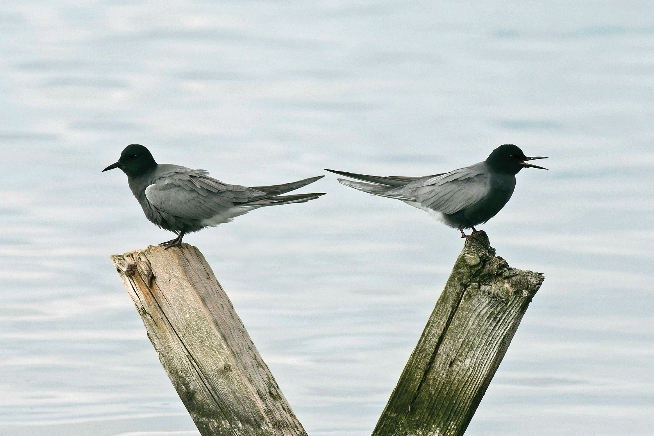 Marsh tern photo ID guide - BirdGuides