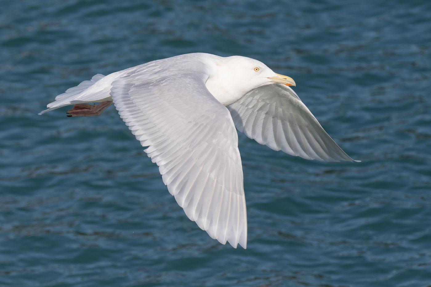 Glaucous and Iceland Gulls photo ID guide - BirdGuides