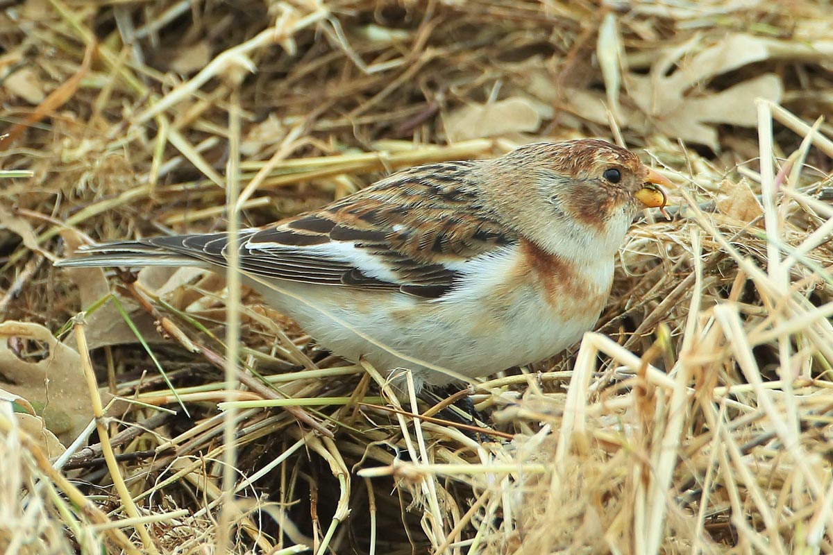 Snow Bunting photo ID guide - BirdGuides