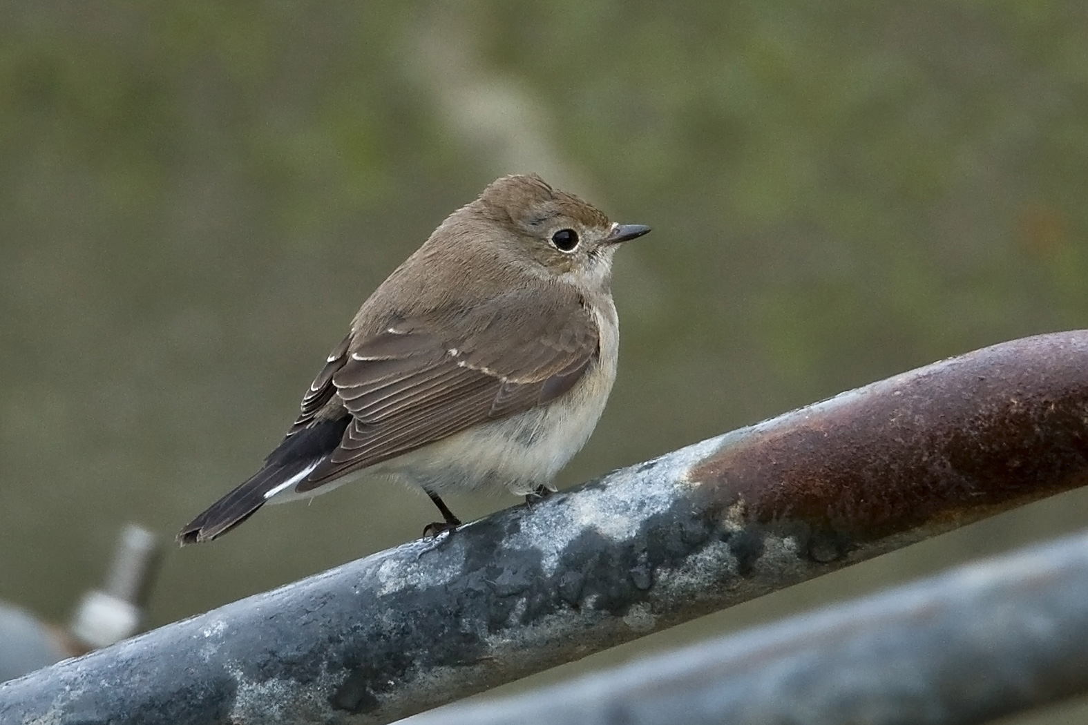 Autumn flycatchers photo ID guide - BirdGuides