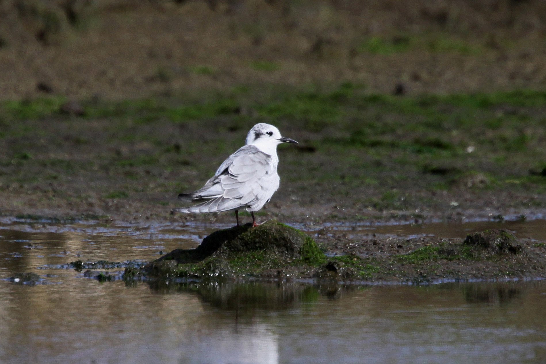 Marsh tern photo ID guide - BirdGuides