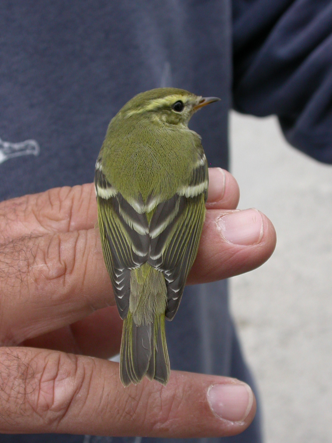 Autumn leaf warbler photo ID guide - BirdGuides