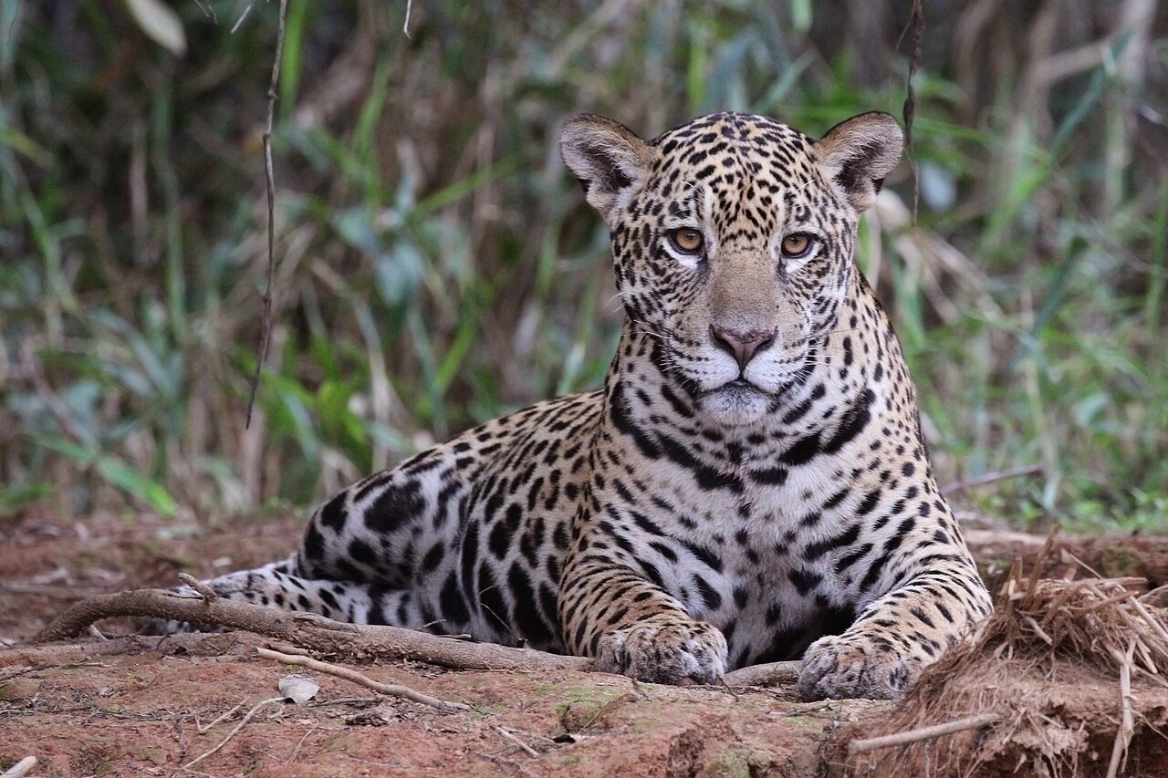 Prey loss threatens survival of Atlantic Forest Jaguar population ...
