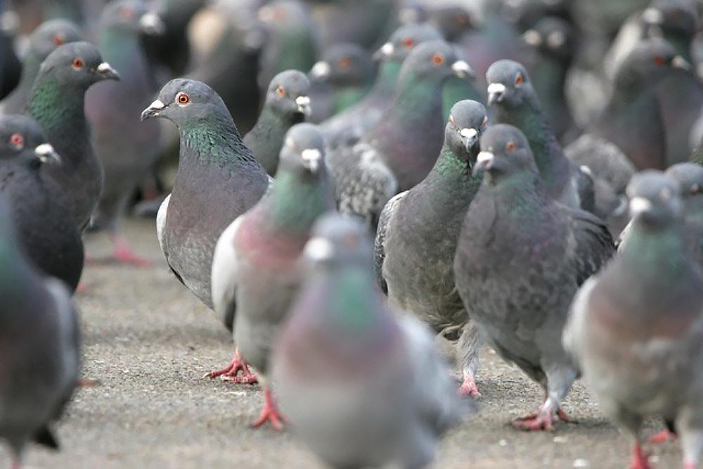 Urban pigeons losing toes due to human hair - BirdGuides