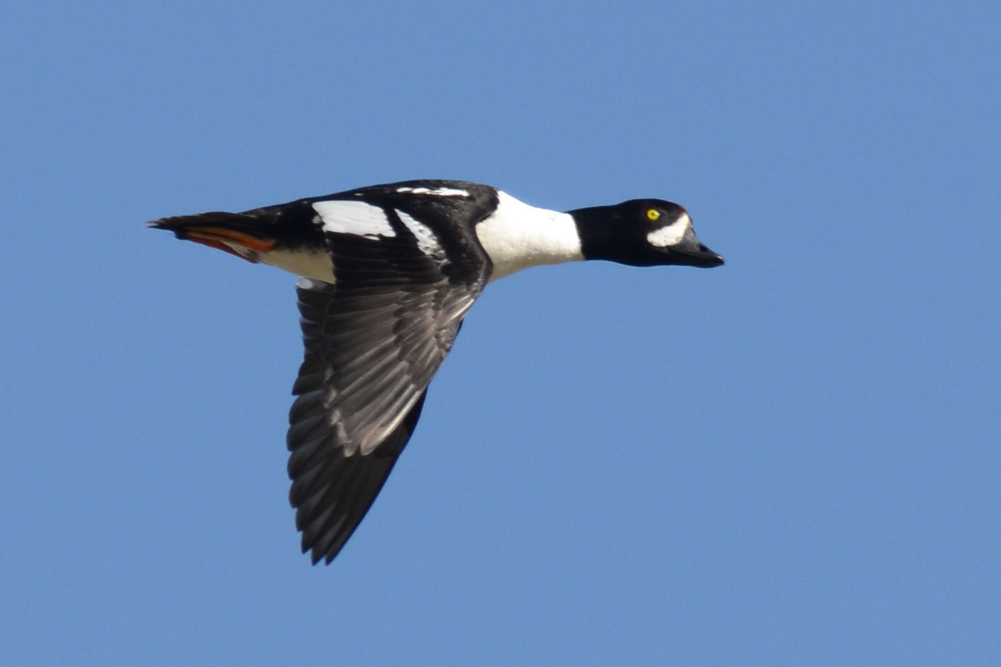 Common Goldeneye Flying