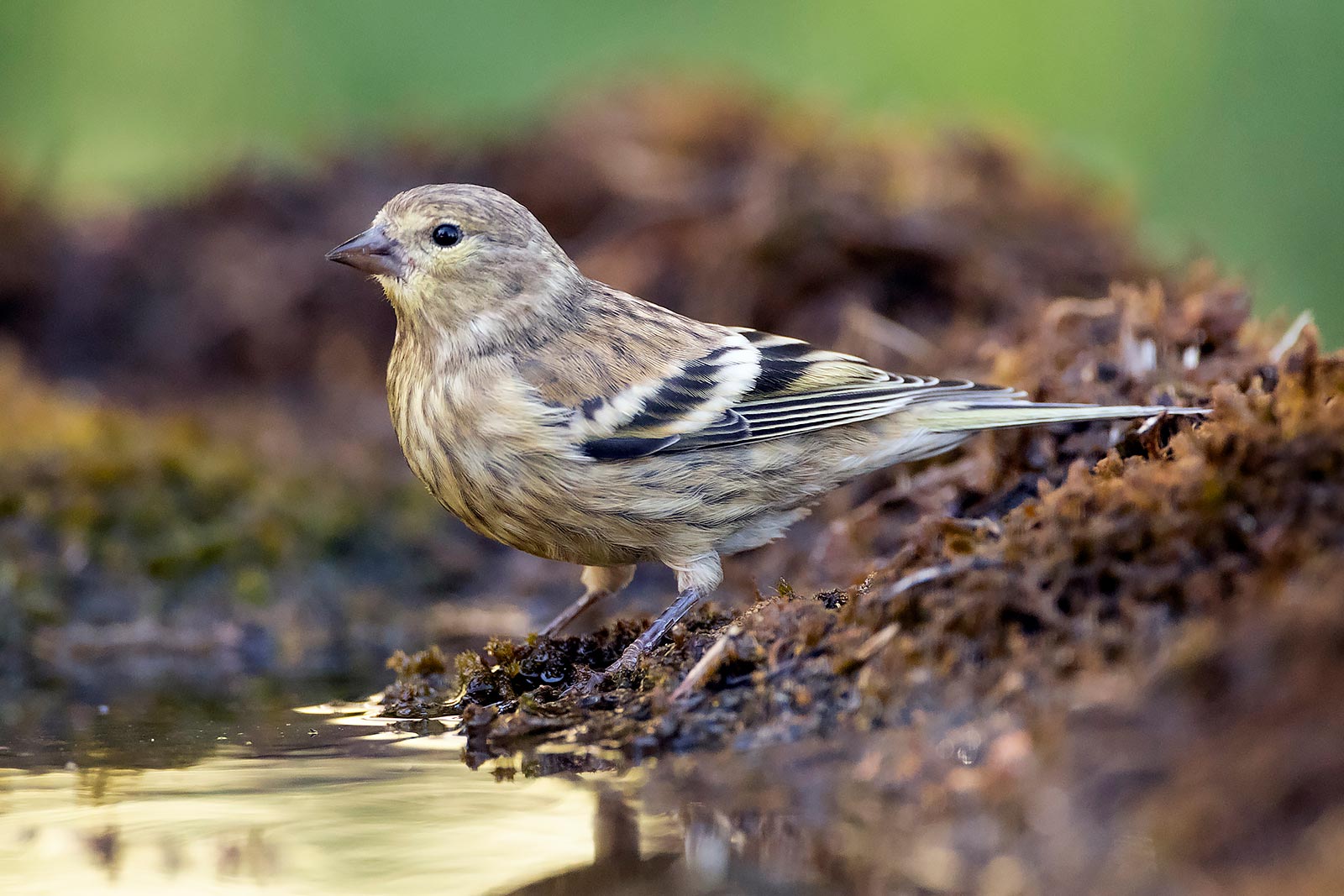 Eurasian Siskin, European Serin and Citril Finch photo ID guide ...
