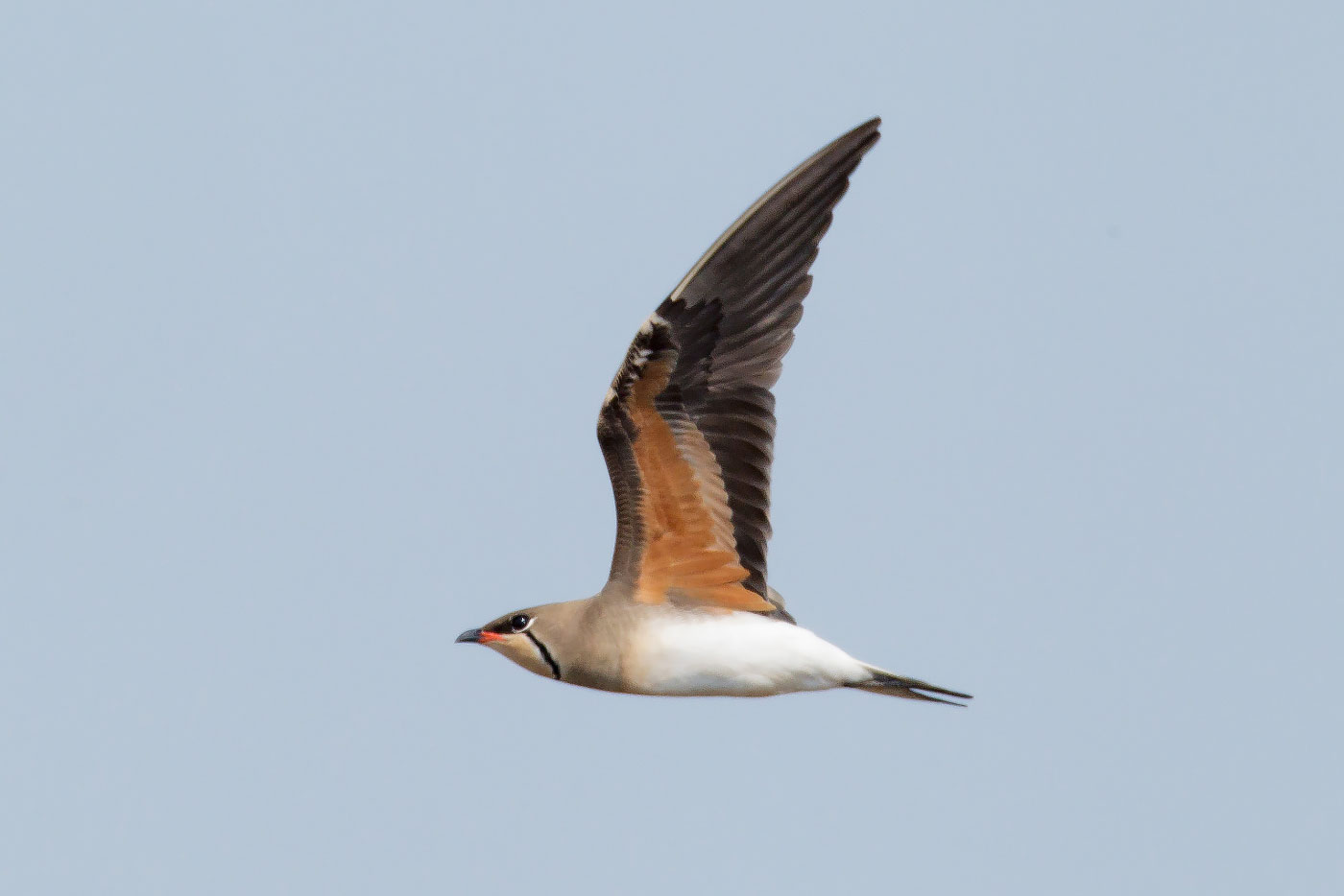 Pratincoles photo ID guide - BirdGuides