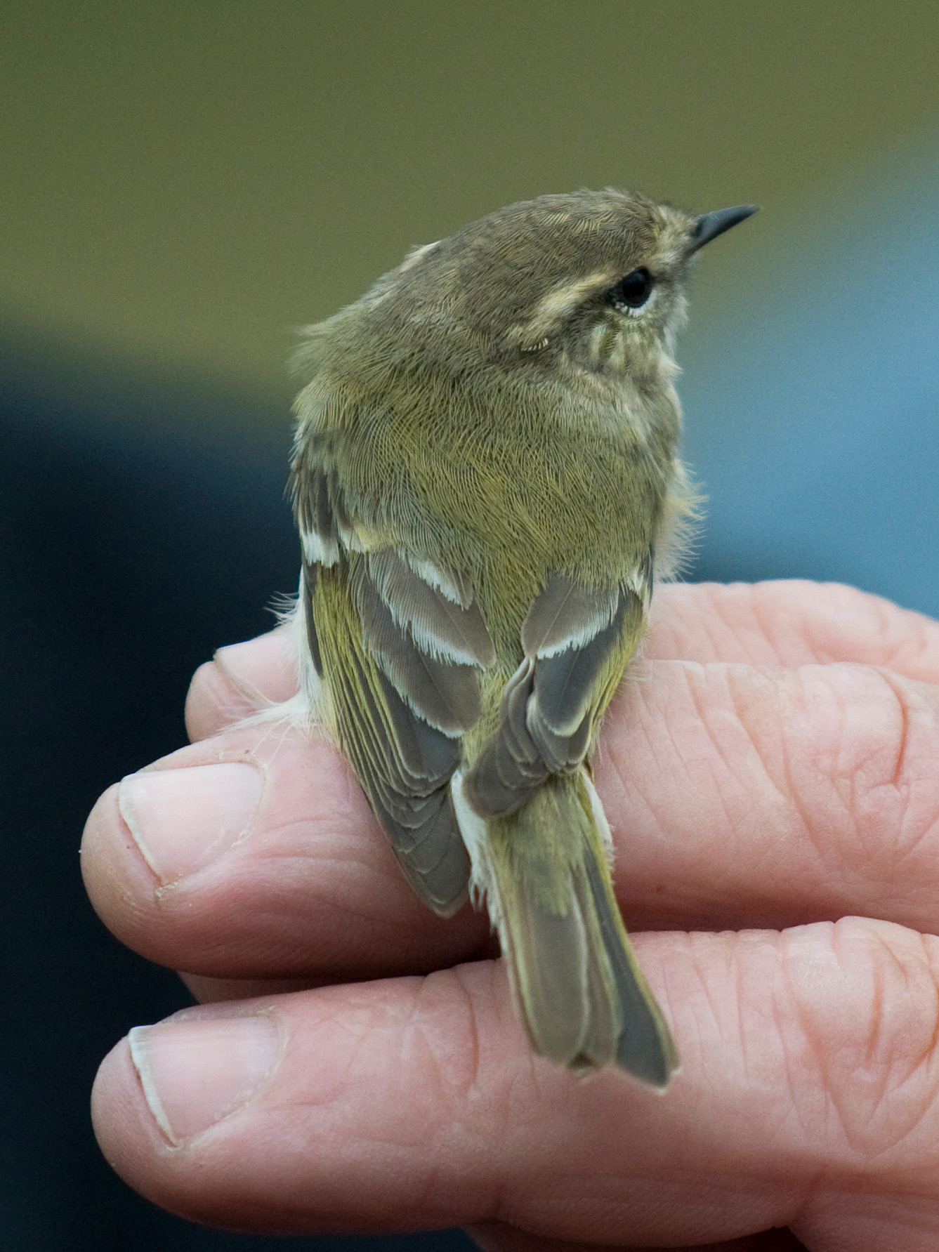 Autumn leaf warbler photo ID guide - BirdGuides