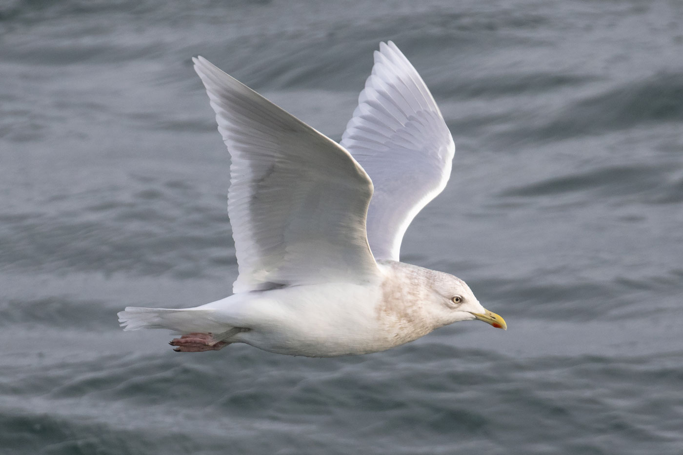 Glaucous and Iceland Gulls photo ID guide - BirdGuides