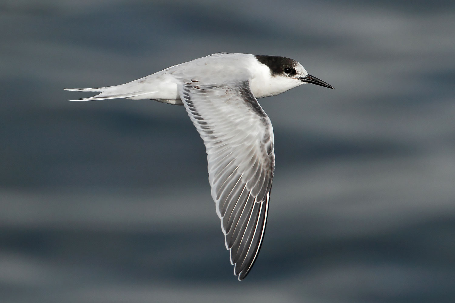 Common, Arctic and Roseate Tern photo ID guide - BirdGuides