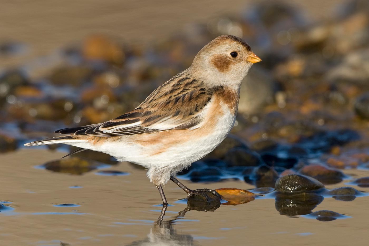 Snow Bunting photo ID guide - BirdGuides
