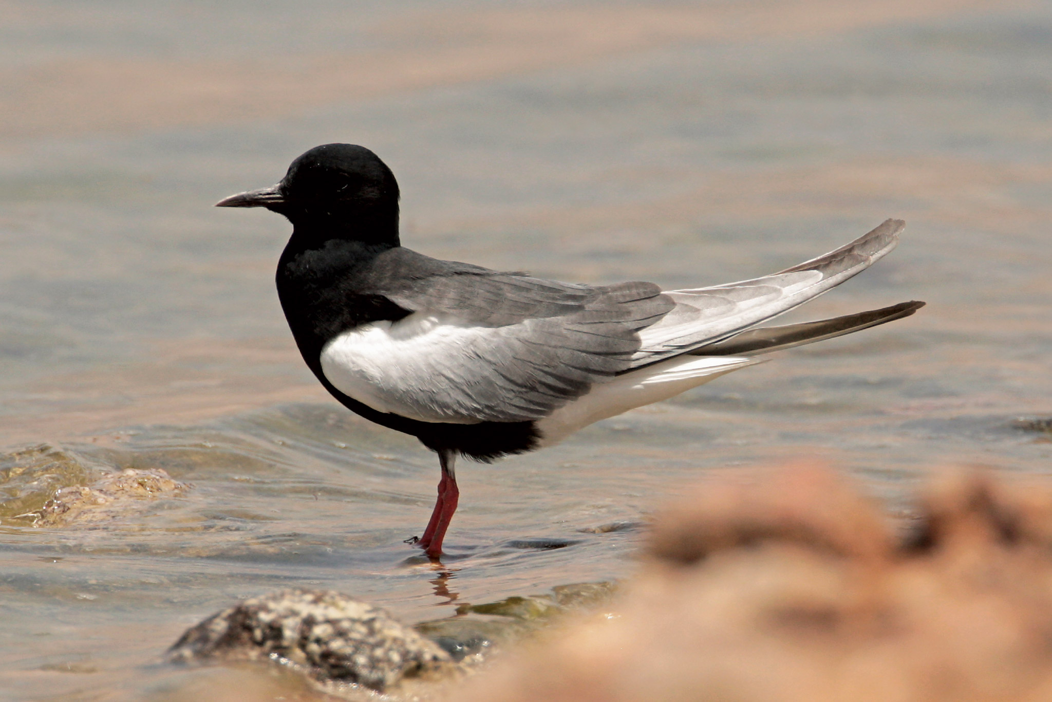 Marsh tern photo ID guide - BirdGuides