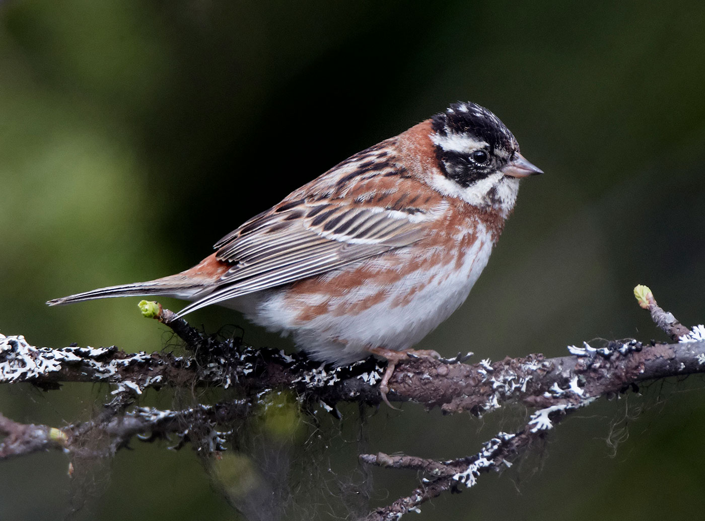 Reed, Little and Rustic Buntings photo ID guide - BirdGuides