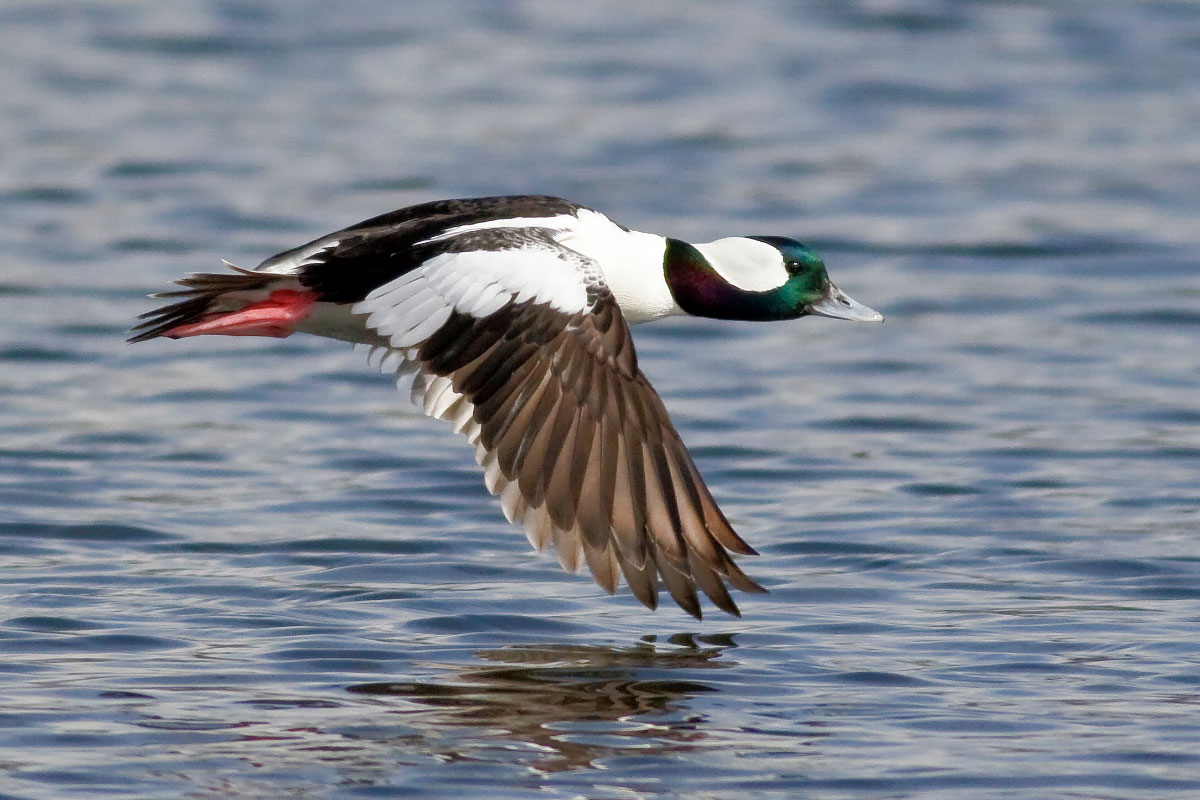 Goldeneye and Bufflehead photo ID guide - BirdGuides