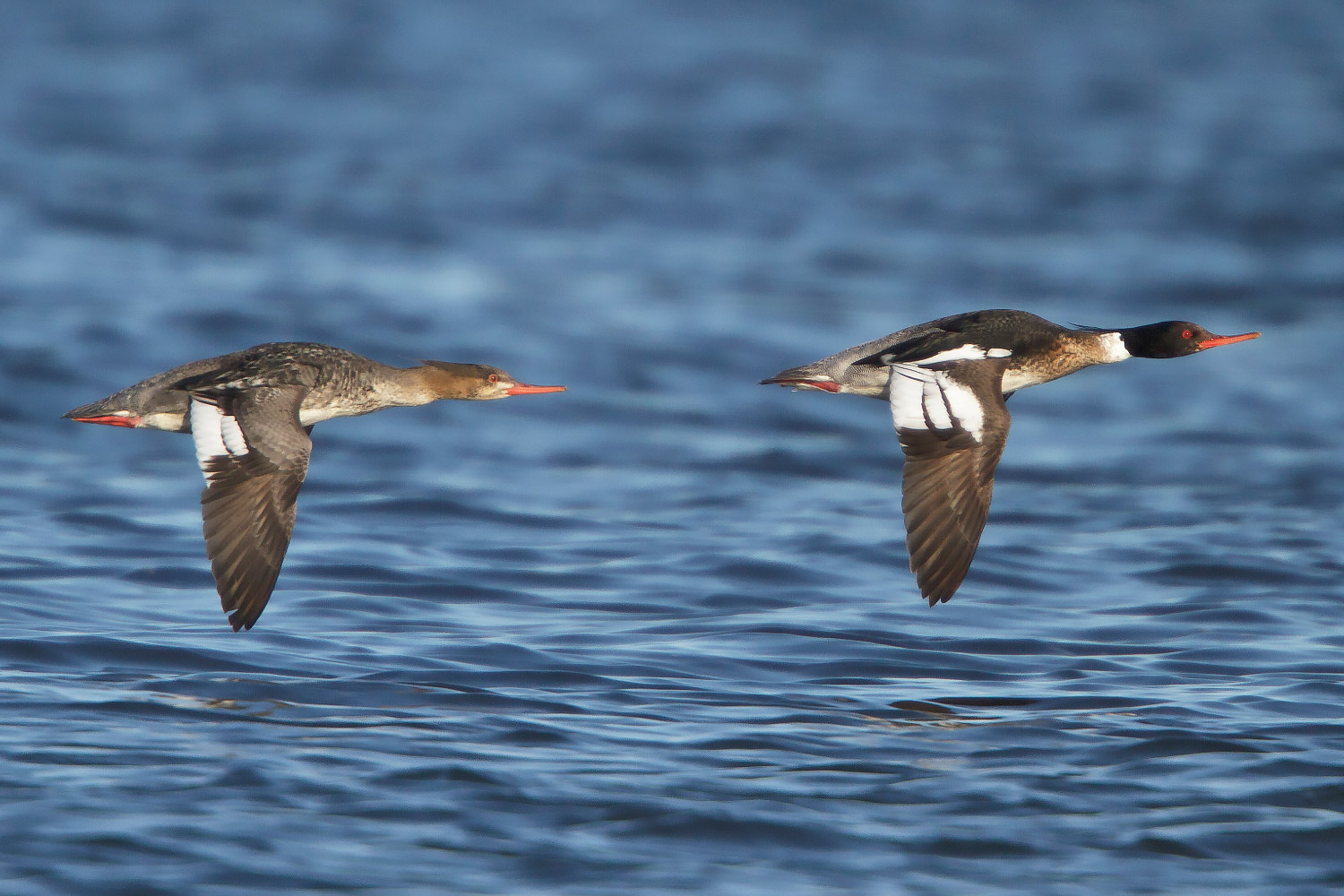 Sawbill photo ID guide - BirdGuides