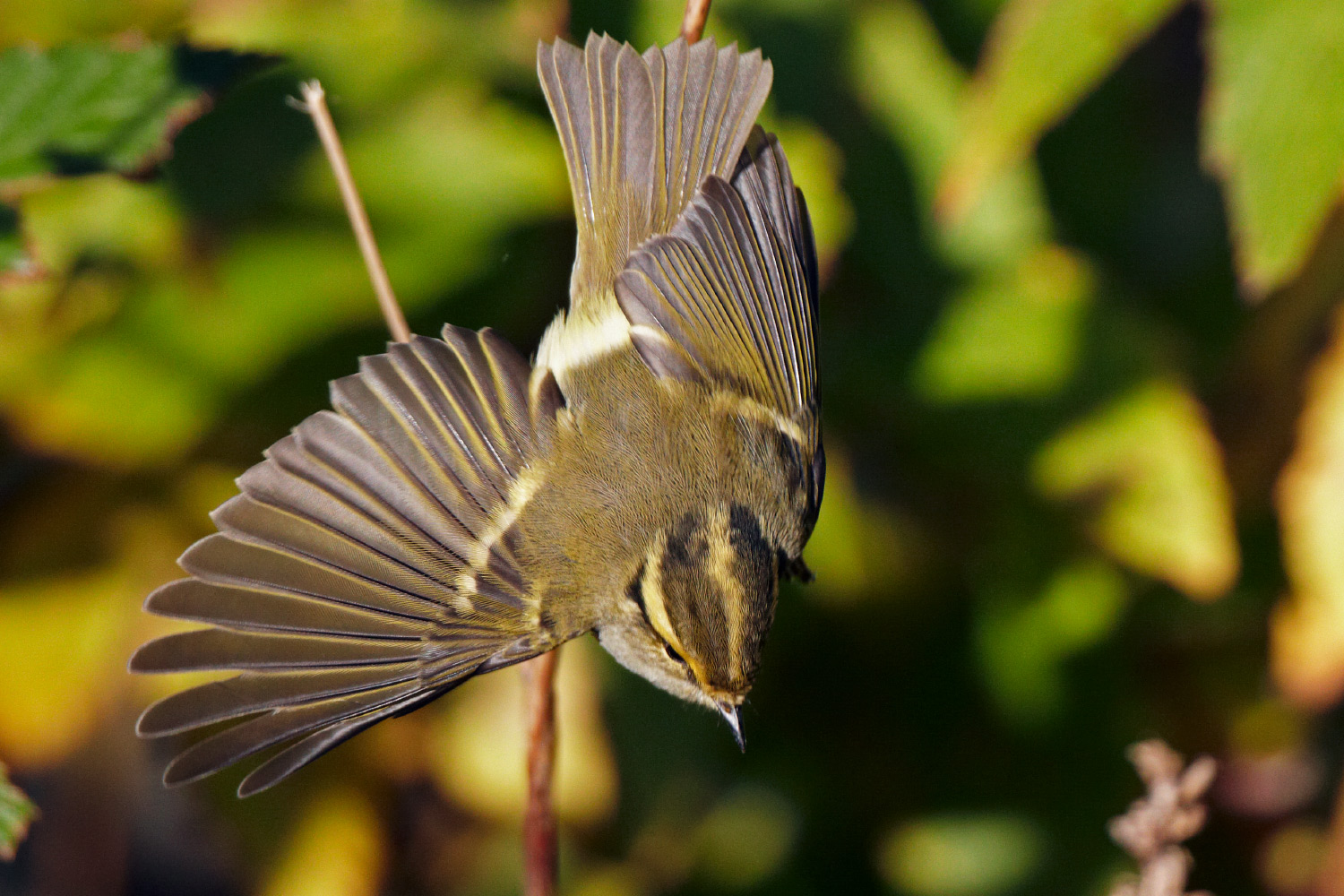 Autumn leaf warbler photo ID guide - BirdGuides