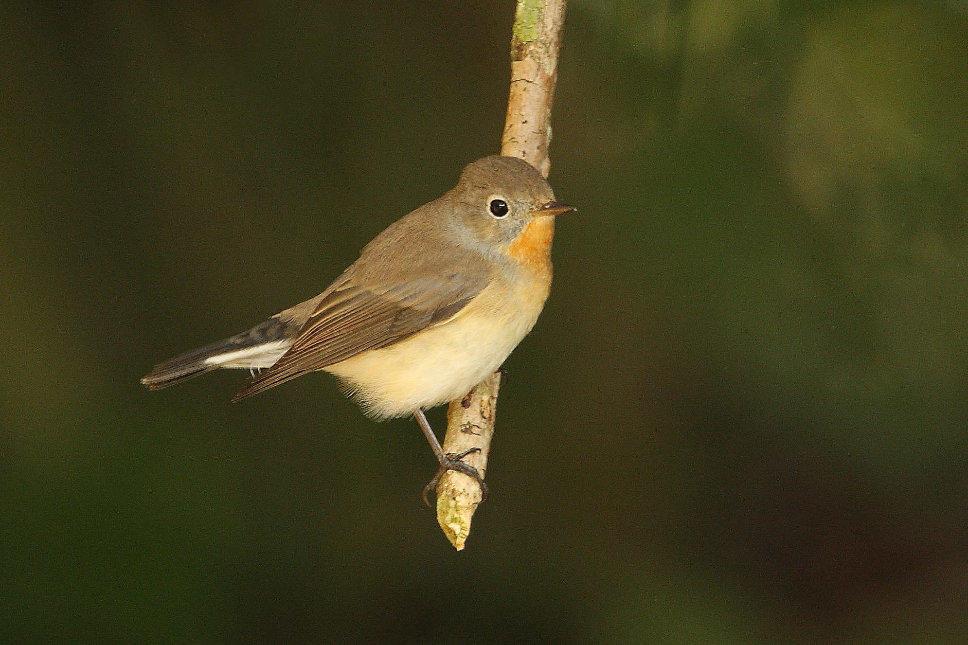 Autumn flycatchers photo ID guide - BirdGuides