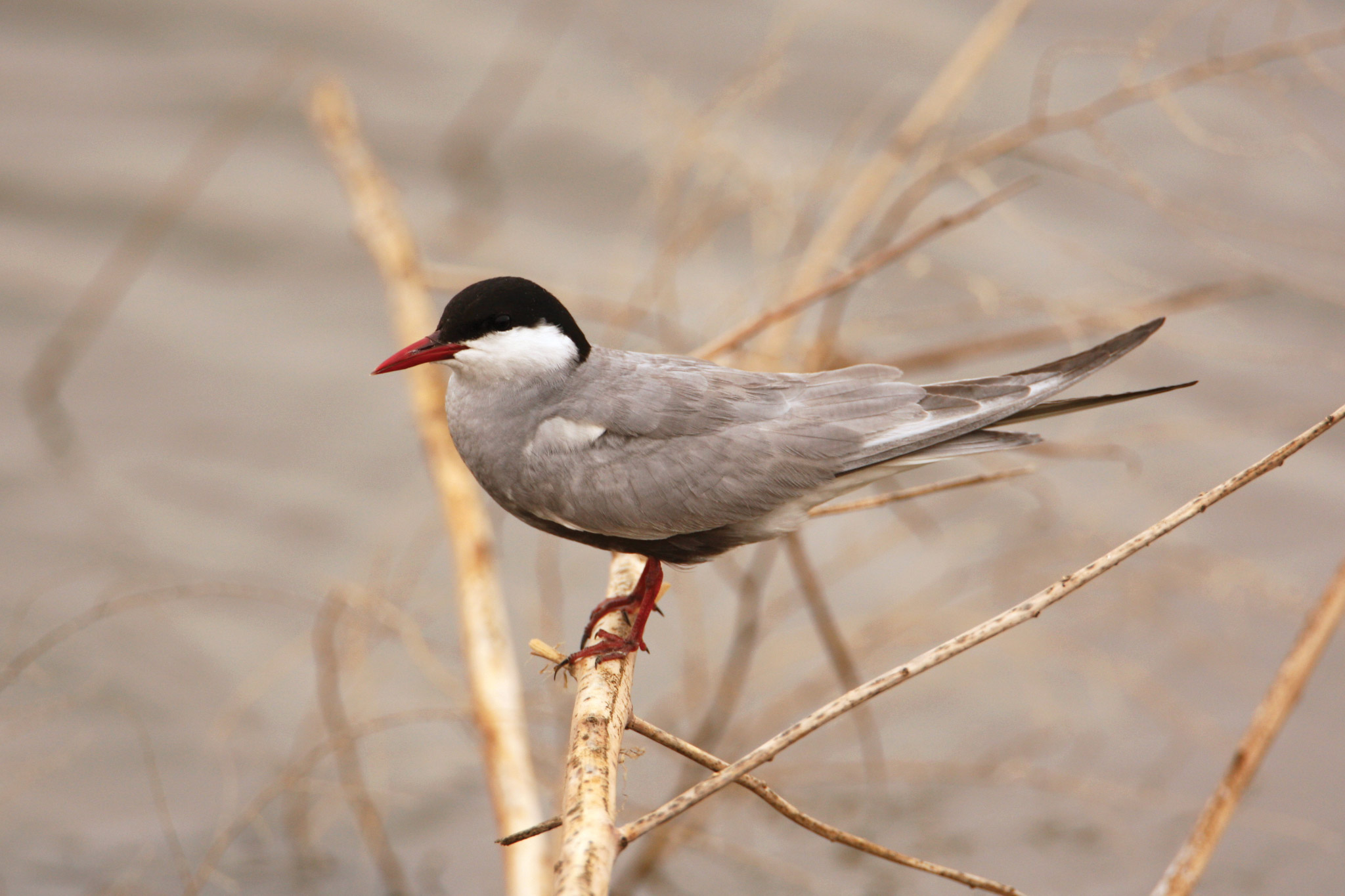Marsh tern photo ID guide - BirdGuides