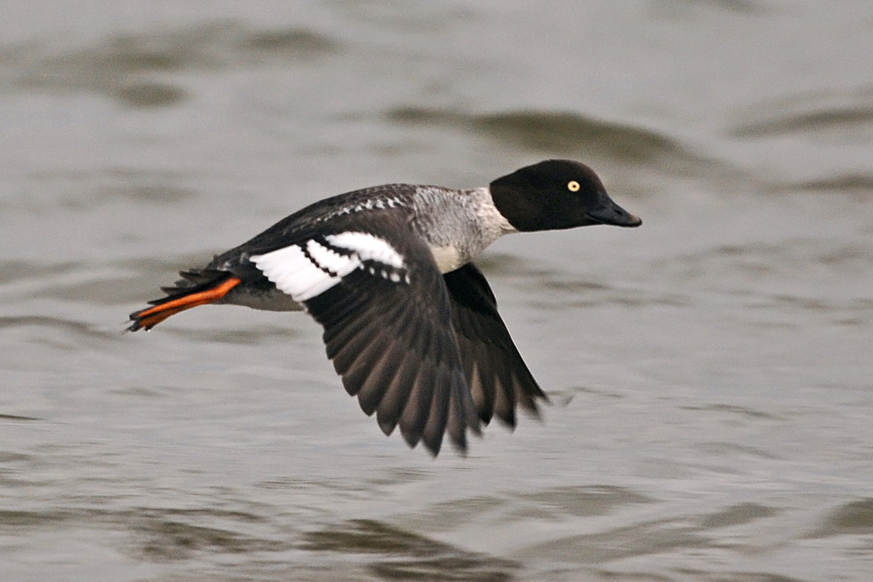 Common Goldeneye Flying