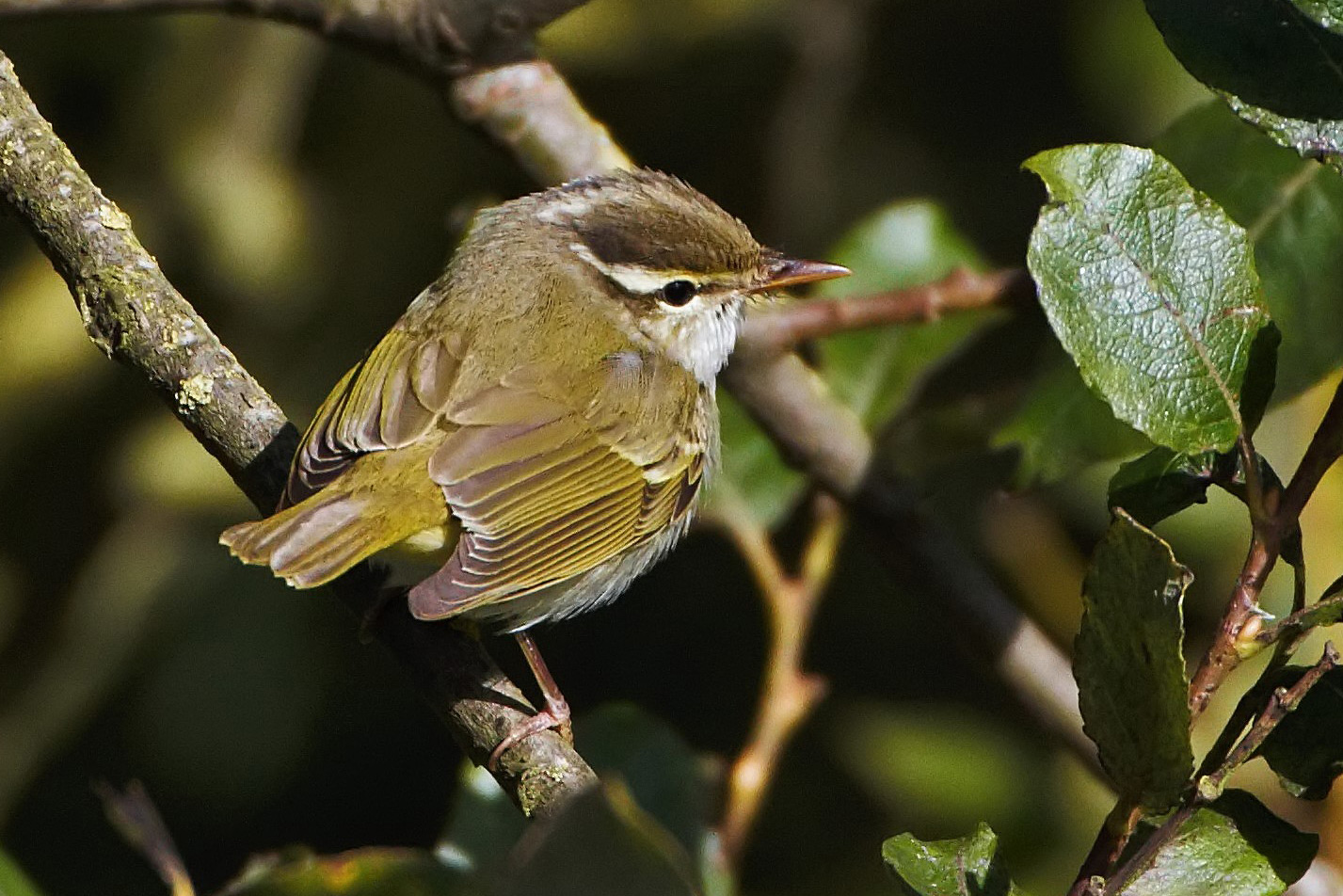 Autumn leaf warbler photo ID guide - BirdGuides