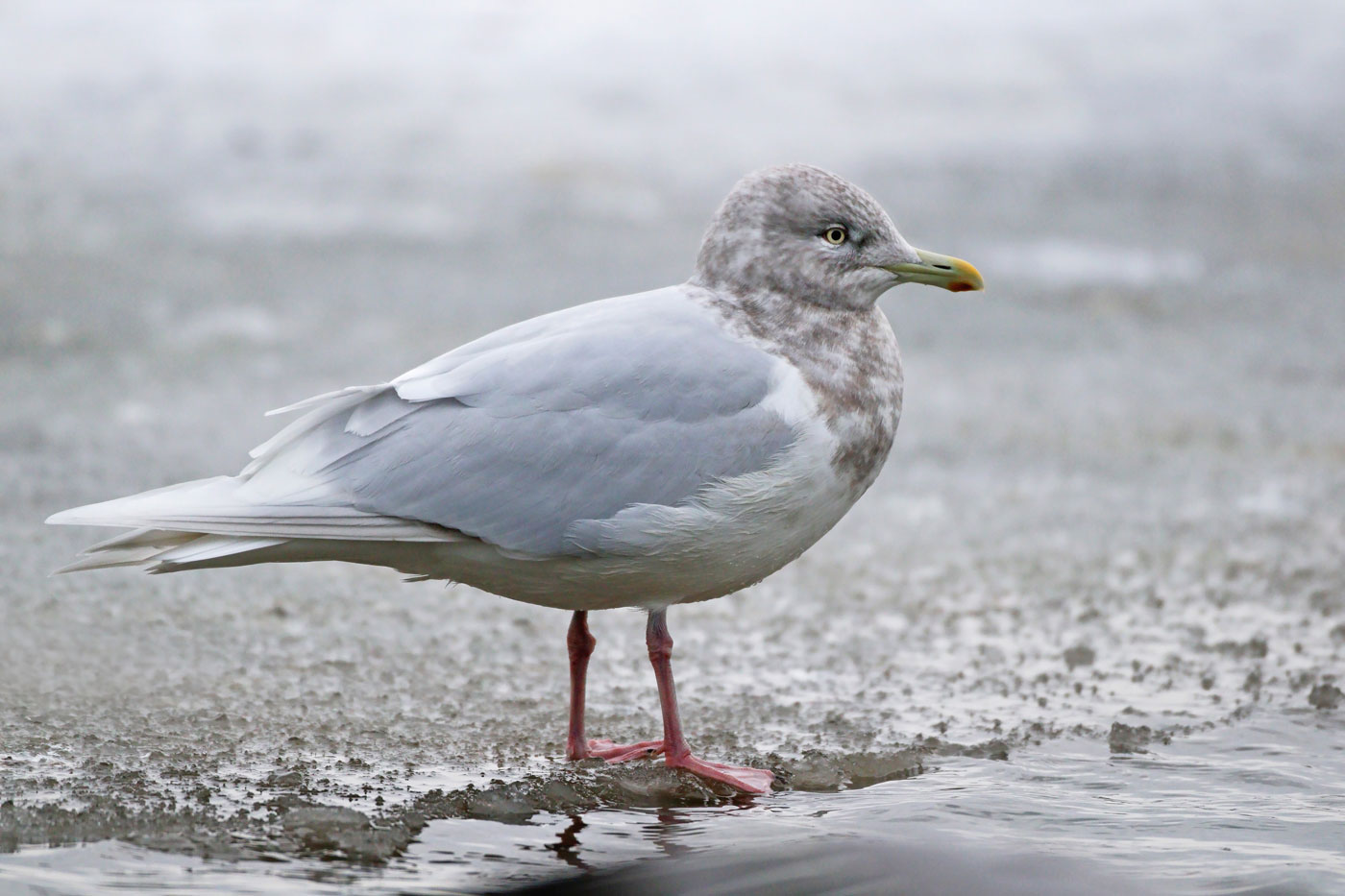 Glaucous and Iceland Gulls photo ID guide - BirdGuides