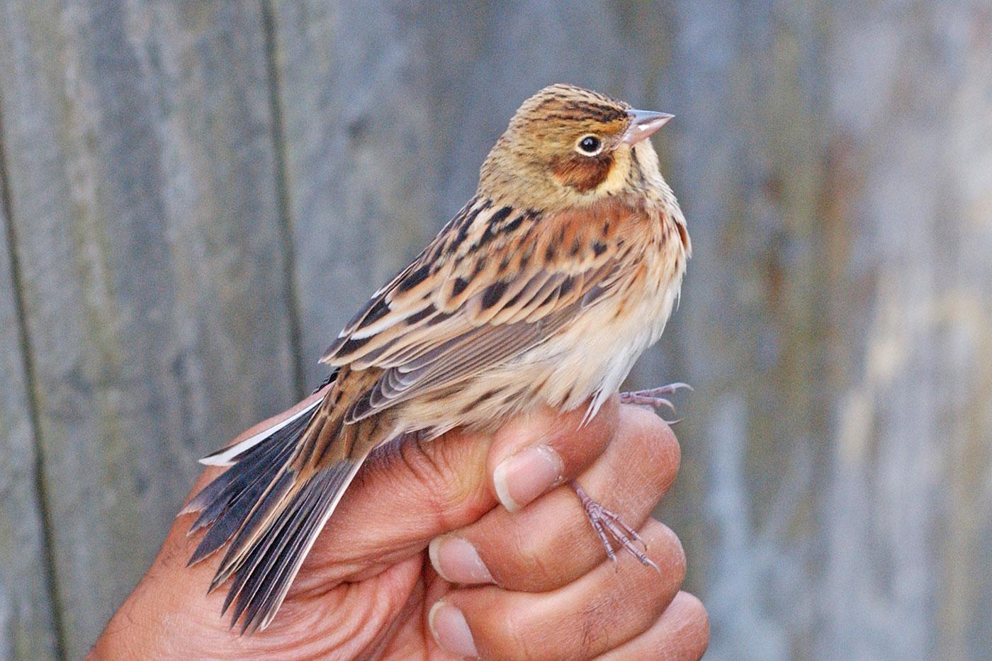 Reed, Little and Rustic Buntings photo ID guide - BirdGuides
